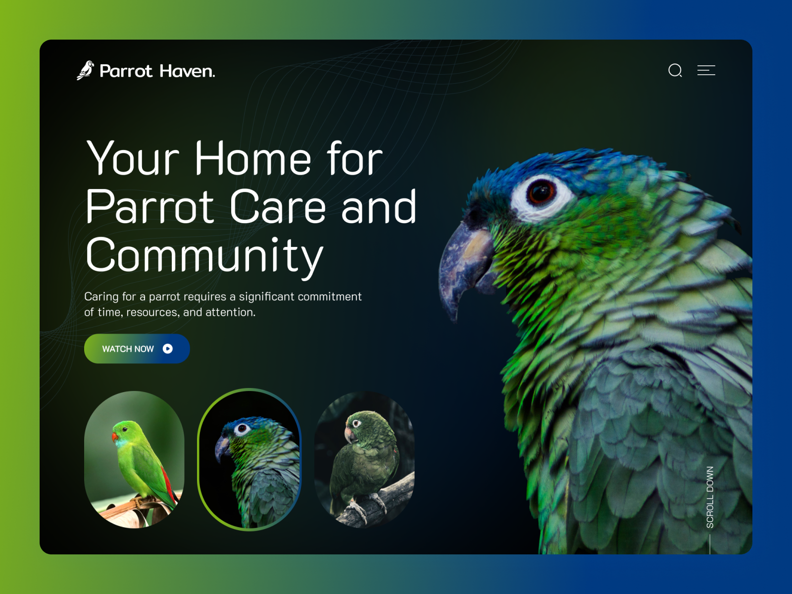 Parrot Haven. by NETULR® on Dribbble