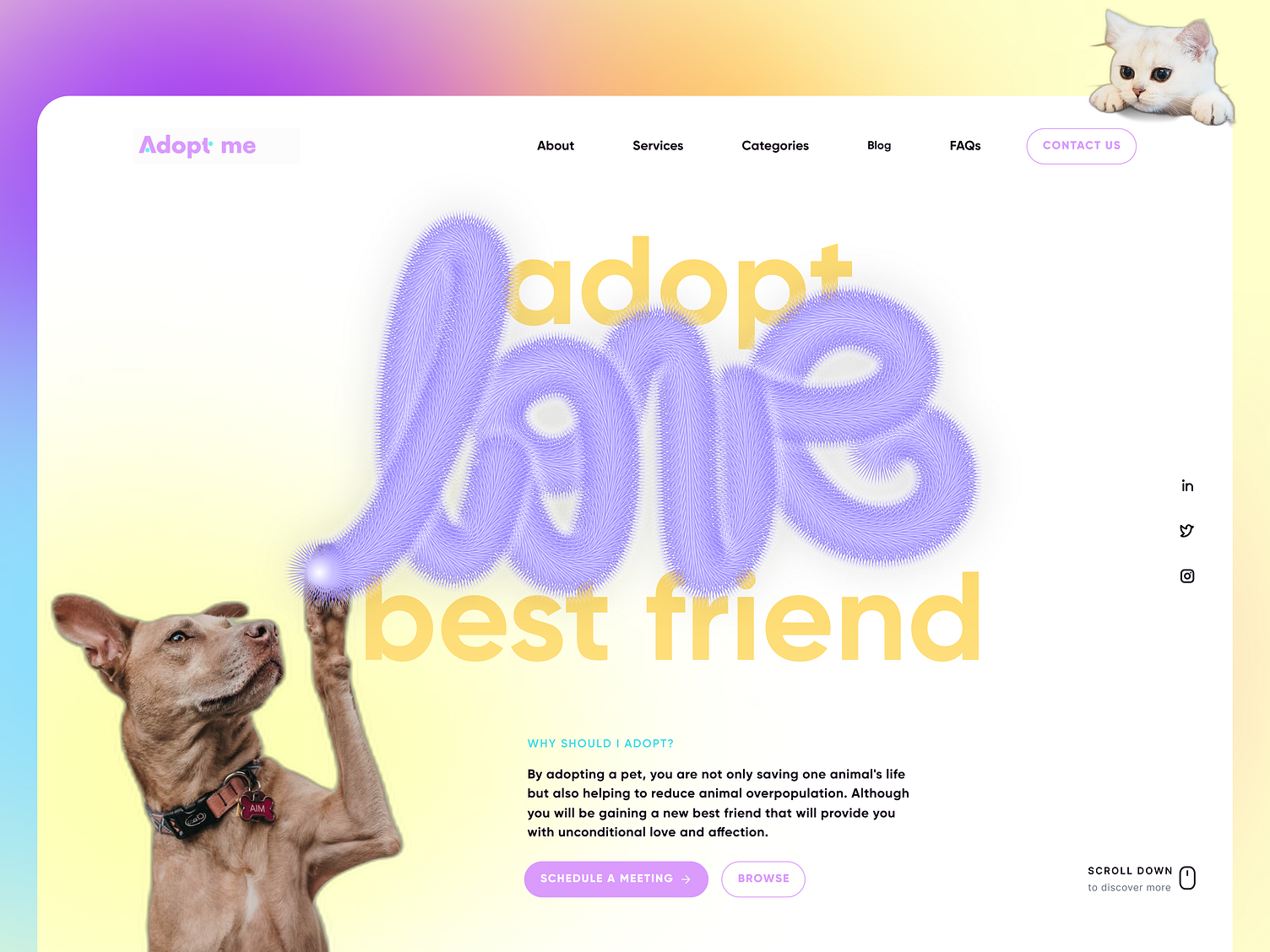 Pet Adoption Website Design by Anna Volkova on Dribbble