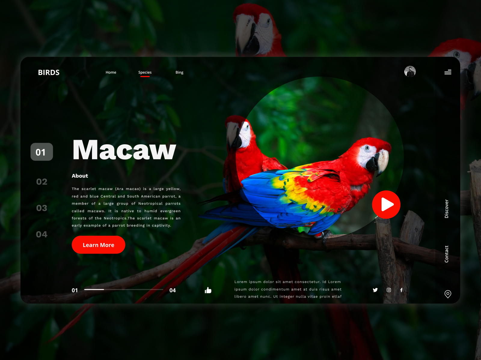 Birds Landing Page by Vivek Kaklotar on Dribbble Birds Landing Page by Vivek Kaklotar on Dribbble