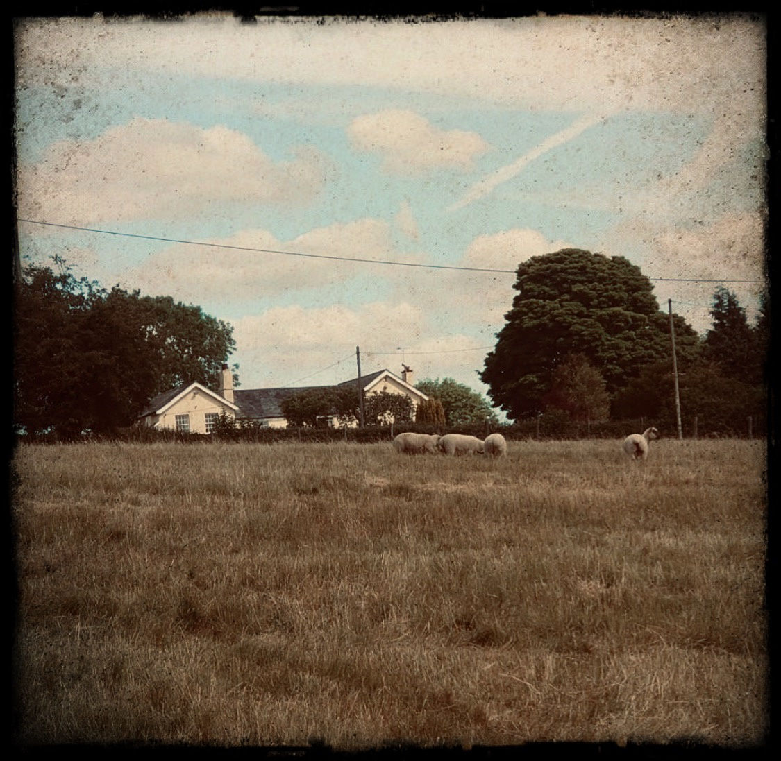 Farm life by April on Dribbble