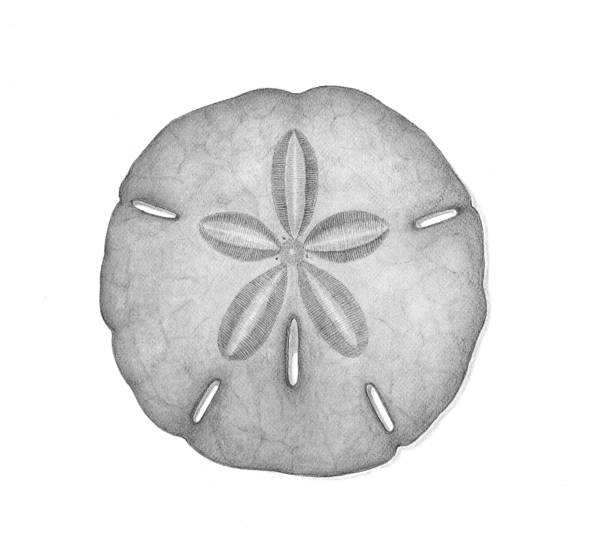Sand Dollar Black And White