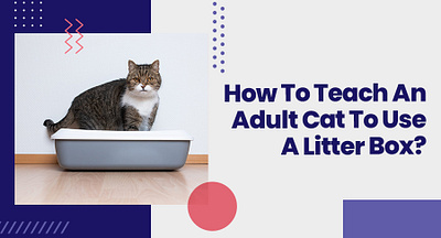 Browse thousands of Moar Cats images for design inspiration | Dribbble