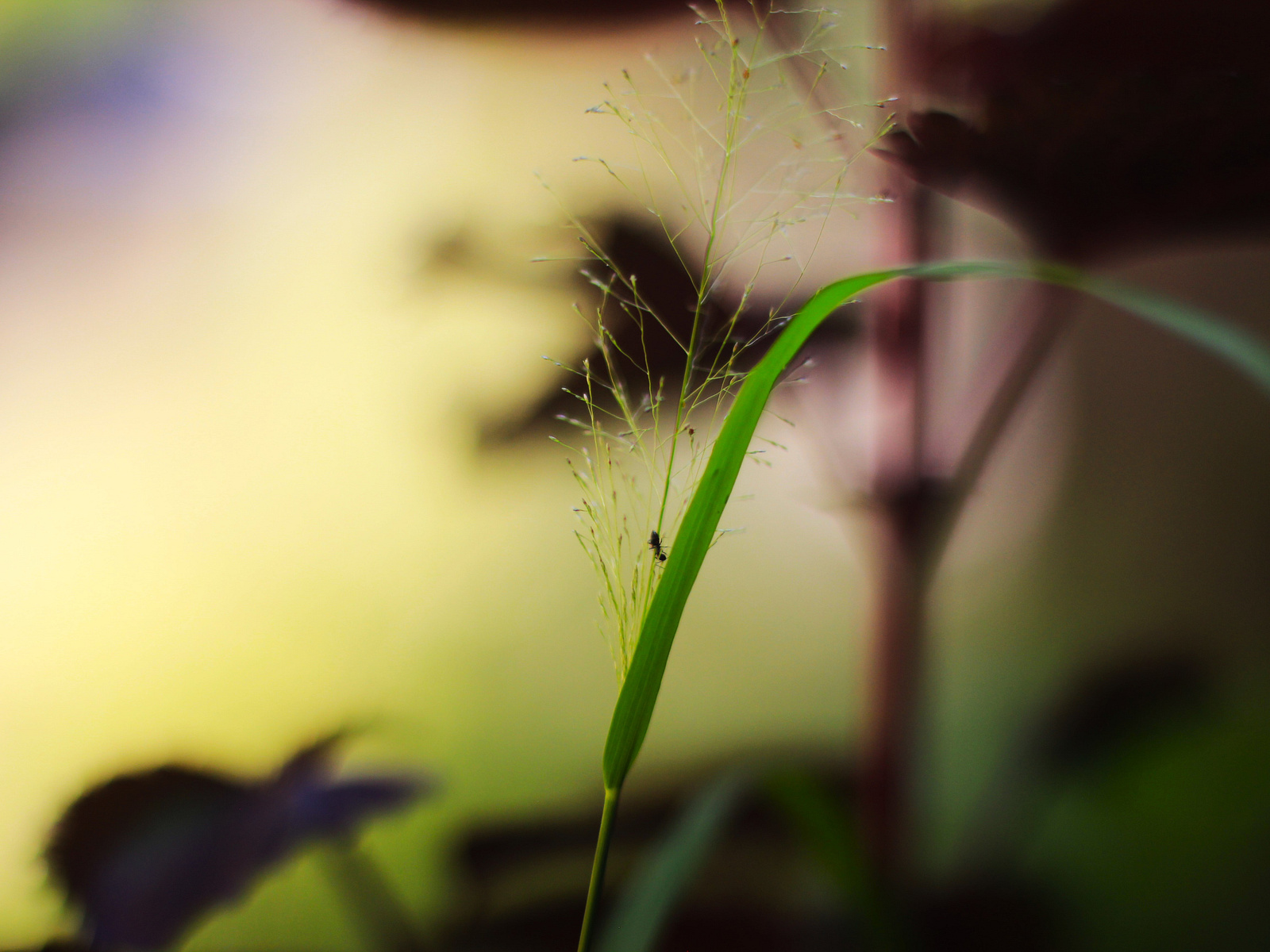 Plants Bokeh Background Photography by Fluffy Acacia on Dribbble