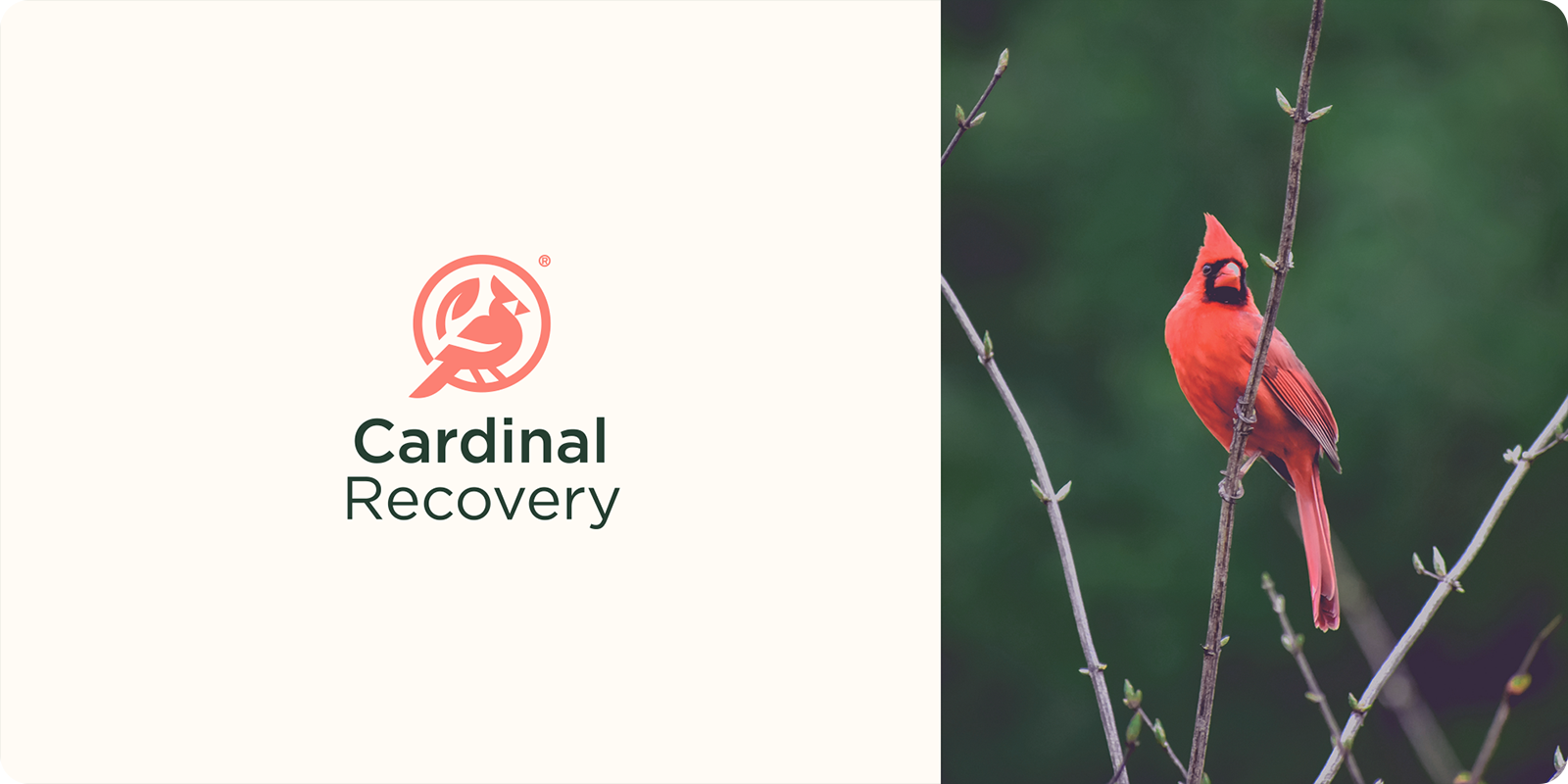 Cardinal | Brand Identity by Mr. Giraffe on Dribbble