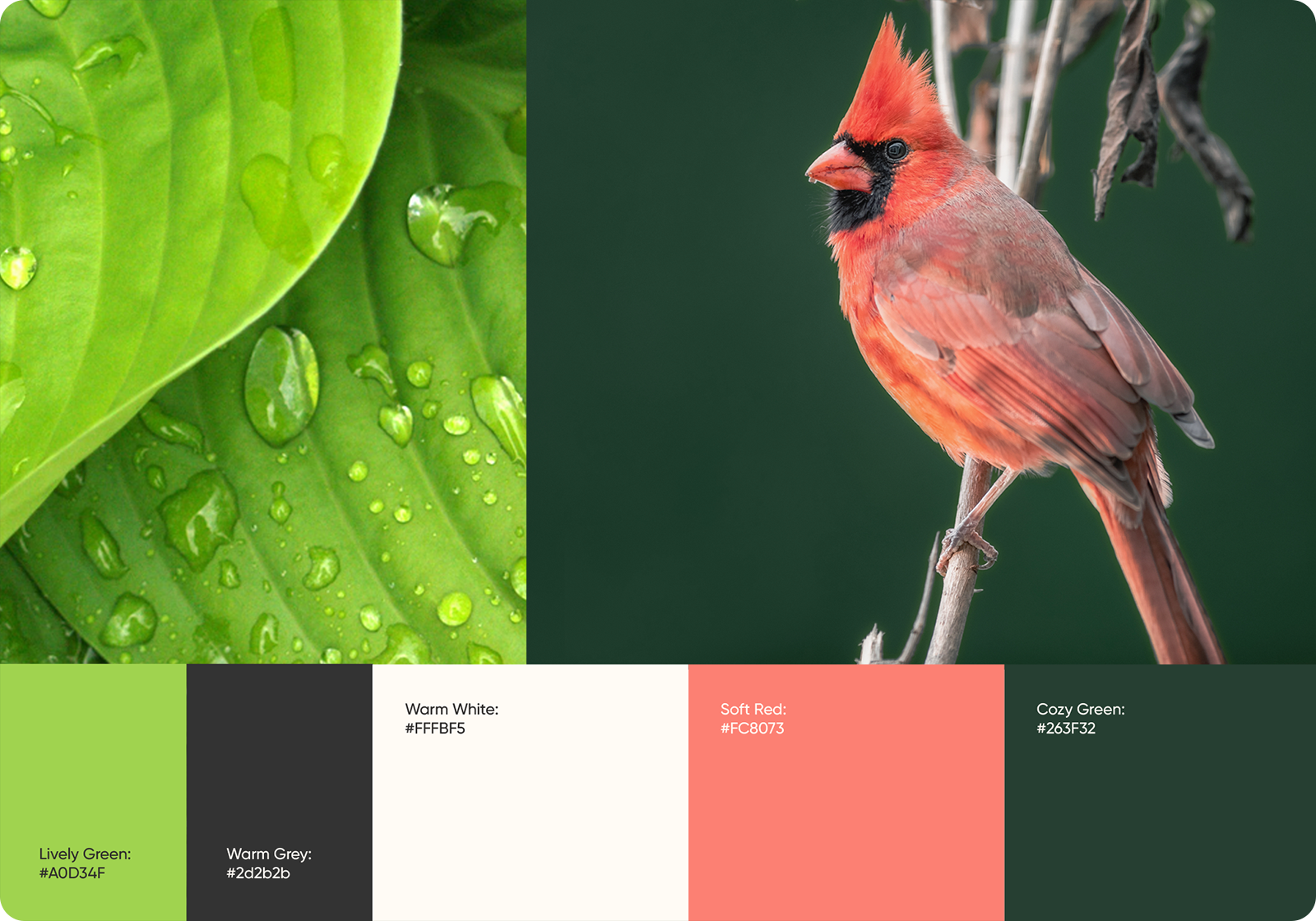 Cardinal | Brand Identity by Mr. Giraffe on Dribbble