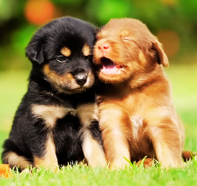 Browse thousands of Dog Hug images for design inspiration | Dribbble