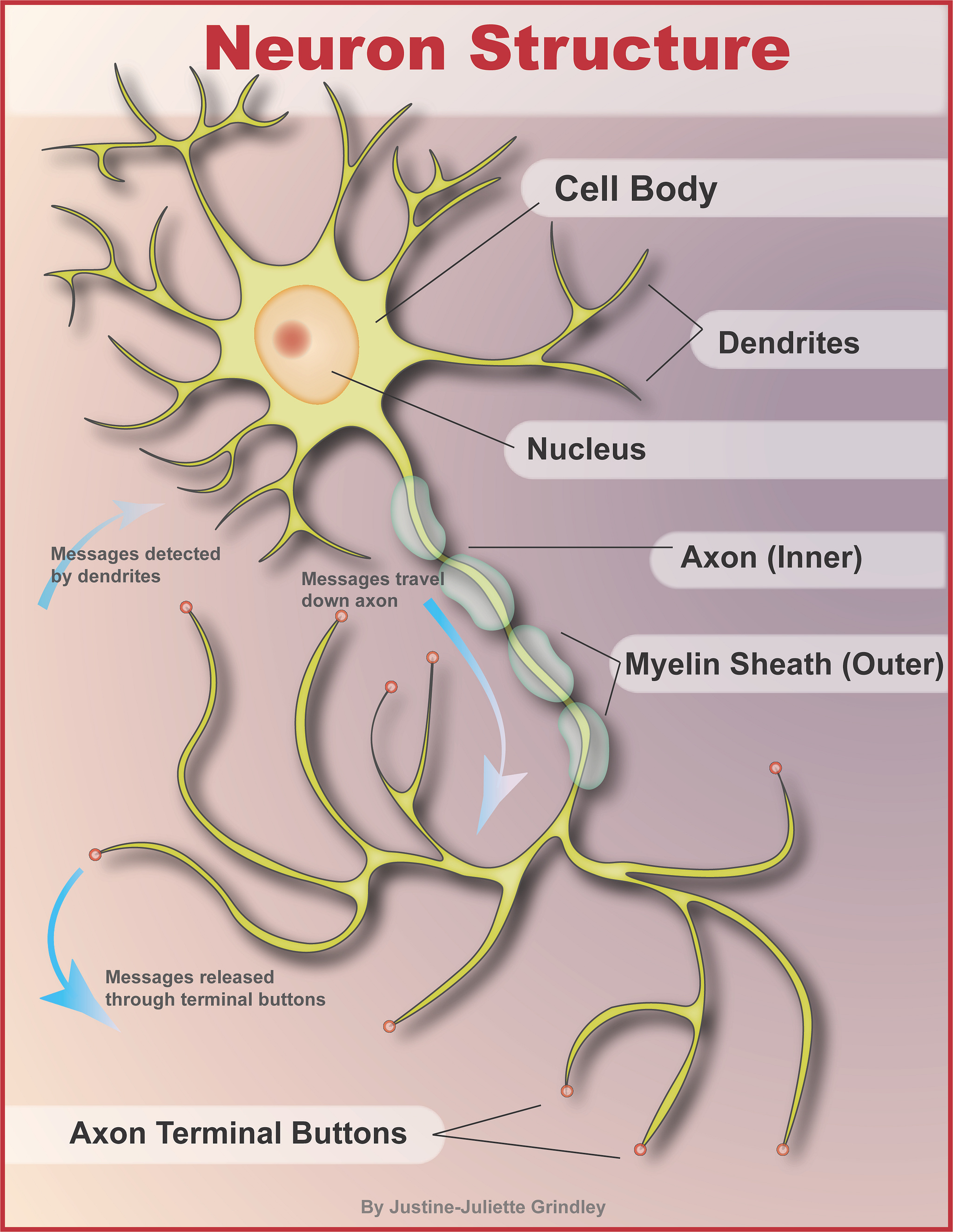 Neuron Structure by Justine-Juliette Grindley on Dribbble