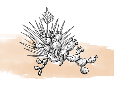 Desert Plants Drawings