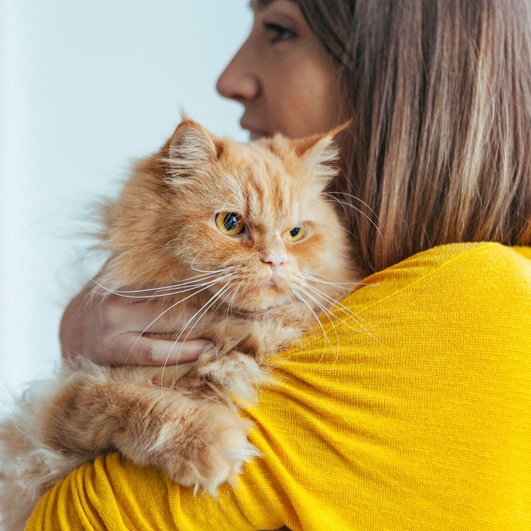 Who Qualifies For An Emotional Support Cat By Bailee Williams On Dribbble who-qualifies-for-an-emotional-support-cat-by-bailee-williams-on-dribbble