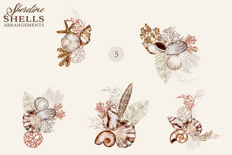 Watercolor Seashell Clipart Set by MunirMARJINAL on Dribbble