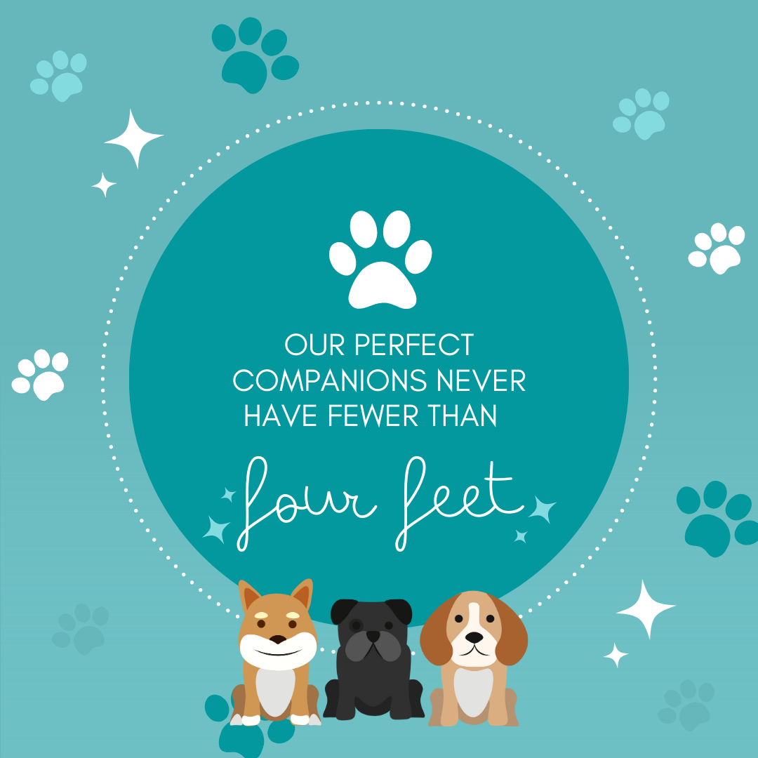 social media post design/cat food design/pet shop by Umma Huni Usha on ...