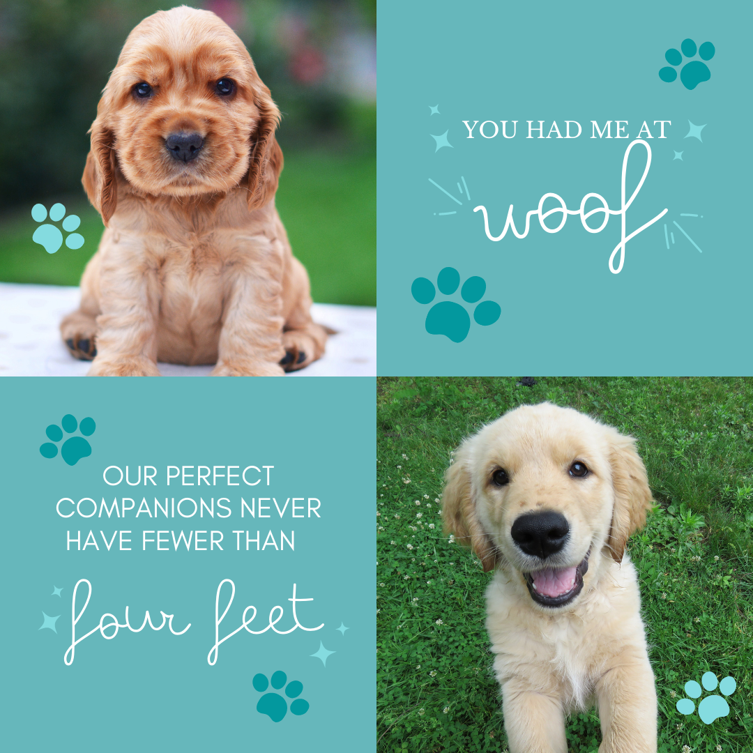 social media post design/cat food design/pet shop by Umma Huni Usha on ...