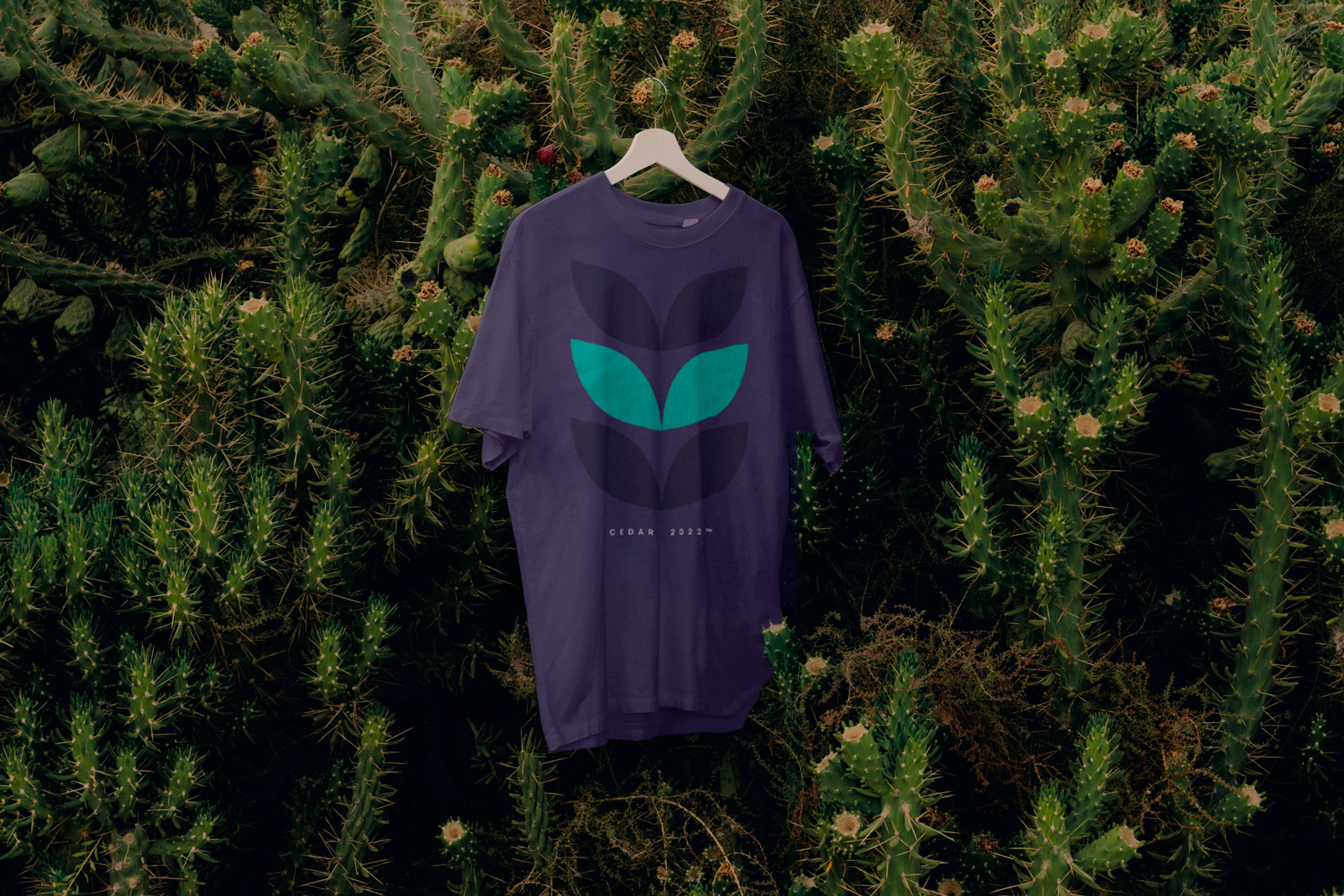 Cedar - Brand Design by Efi Kabak on Dribbble