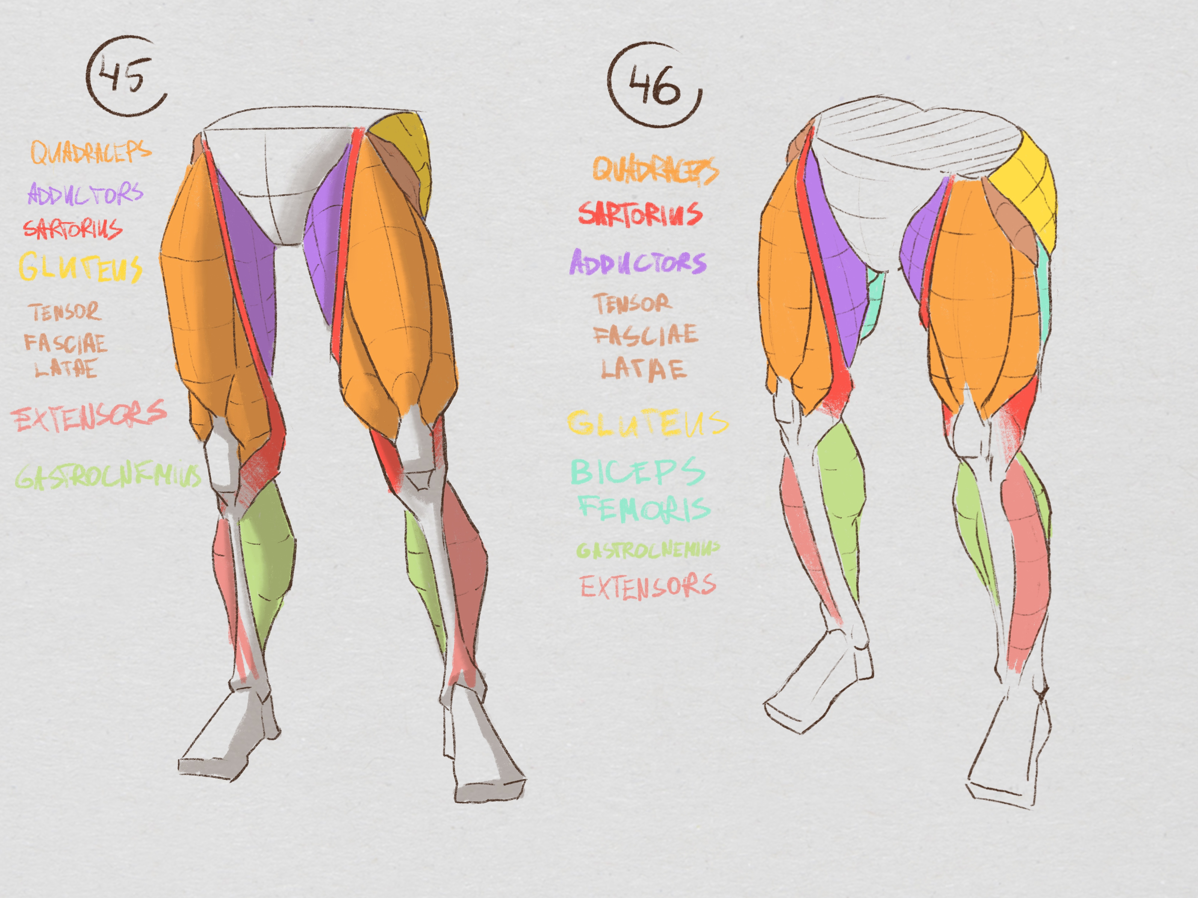 Leg Anatomy Studies by MEANDI on Dribbble