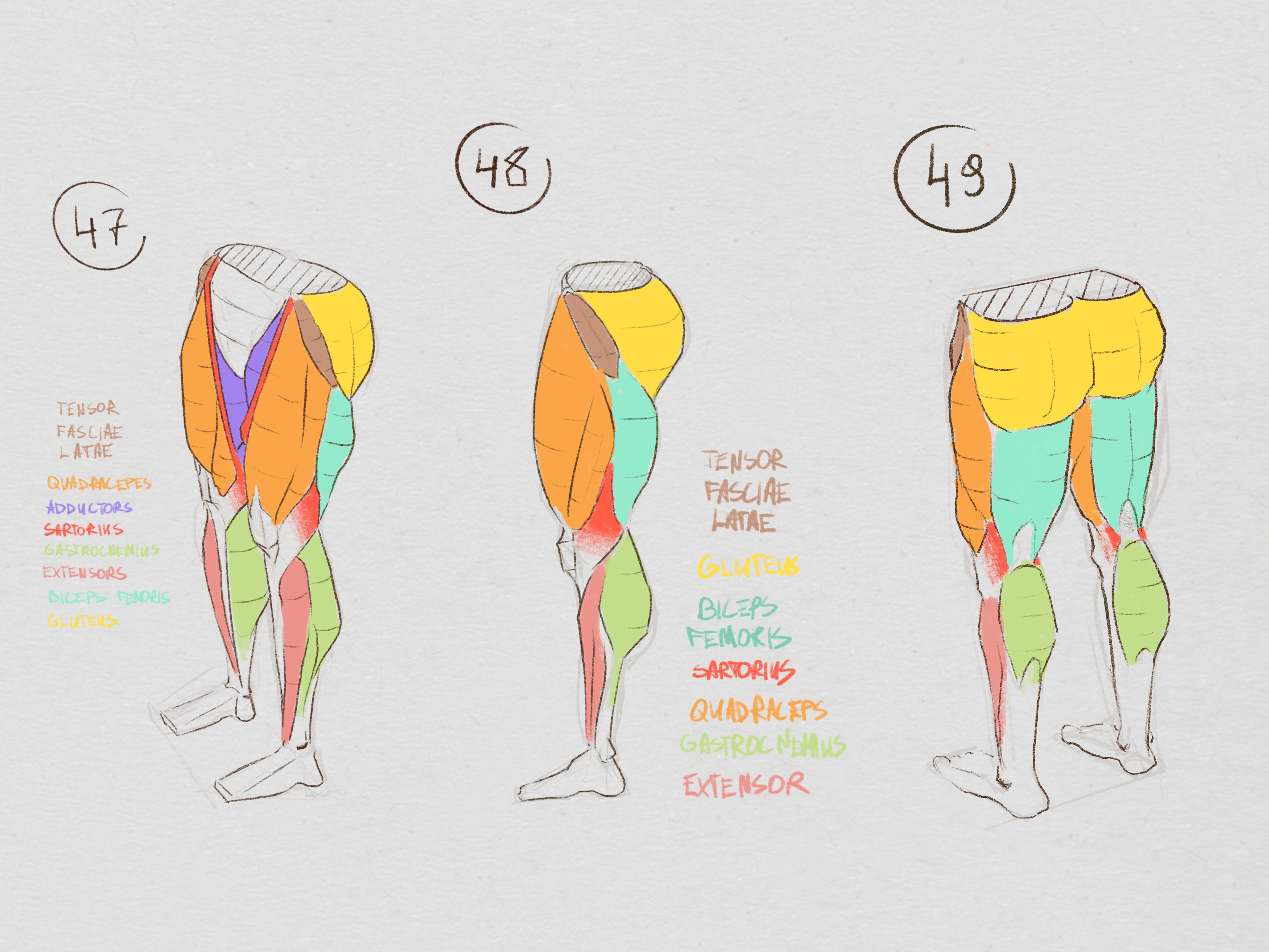 Leg Anatomy Studies by MEANDI on Dribbble