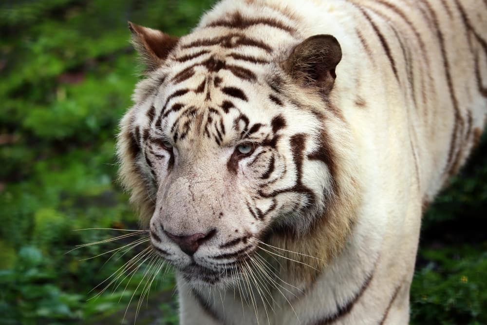 Maravillas en peligro: especies exóticas en riesgo by Reporte Ambiental ... Maravillas en peligro: especies exóticas en riesgo by Reporte Ambiental ...