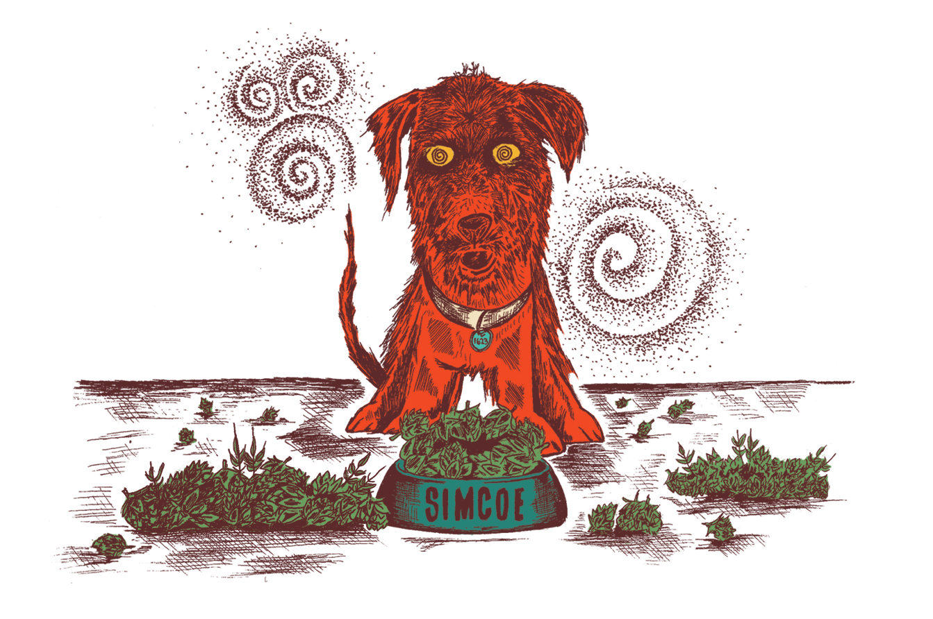 Dog Dayz Red Hazy Beer Label by Jen Borror | Hoot Design Studio on Dribbble
