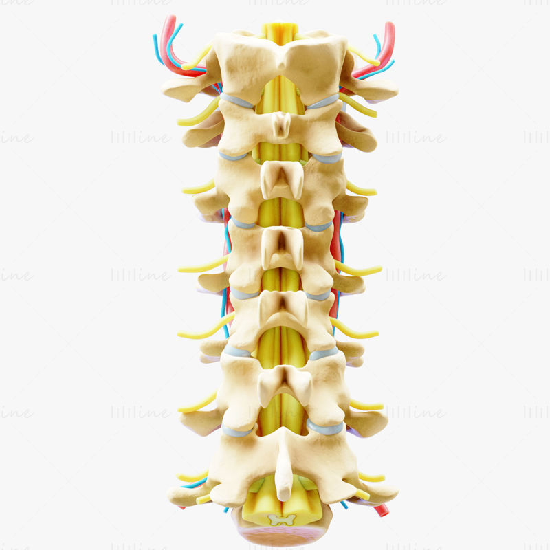 Cervical Spine Anterior Anatomy 3D Model by LLLLLine on Dribbble