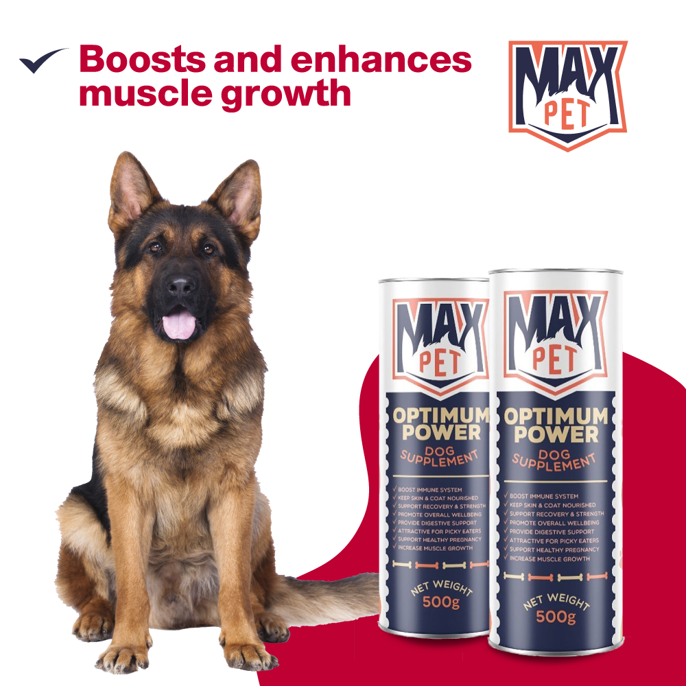 max pet social media FB / Instagram by kamal naji on Dribbble