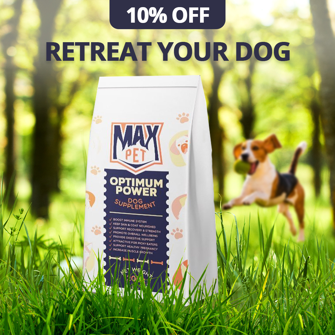 max pet social media FB / Instagram by kamal naji on Dribbble
