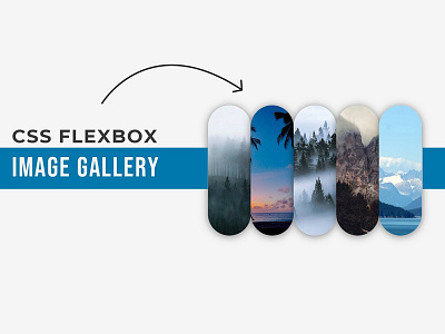 CSS Flexbox Responsive Image Gallery by divinectorweb on Dribbble