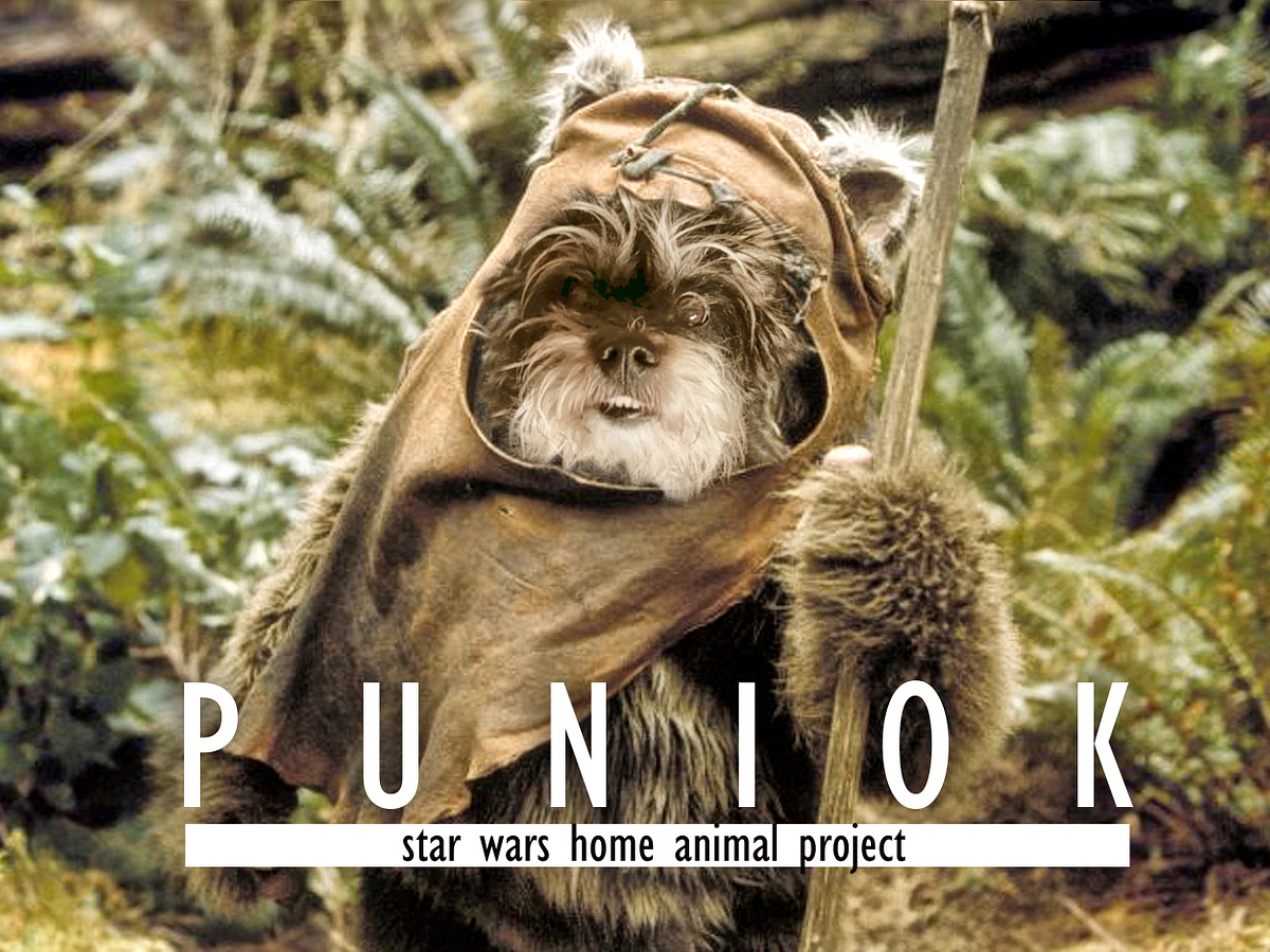 Ewok designs, themes, templates and downloadable graphic elements on ...