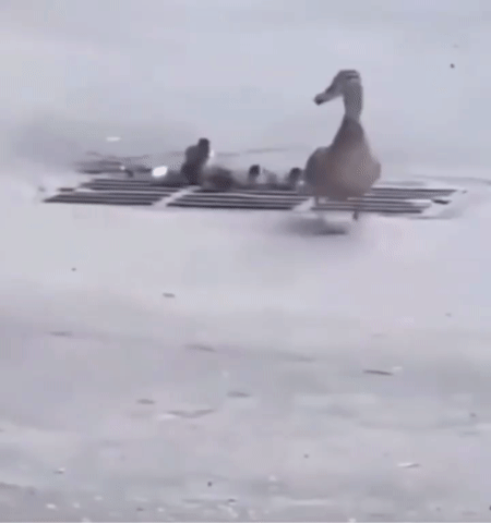 crazy ducks by Tony on Dribbble