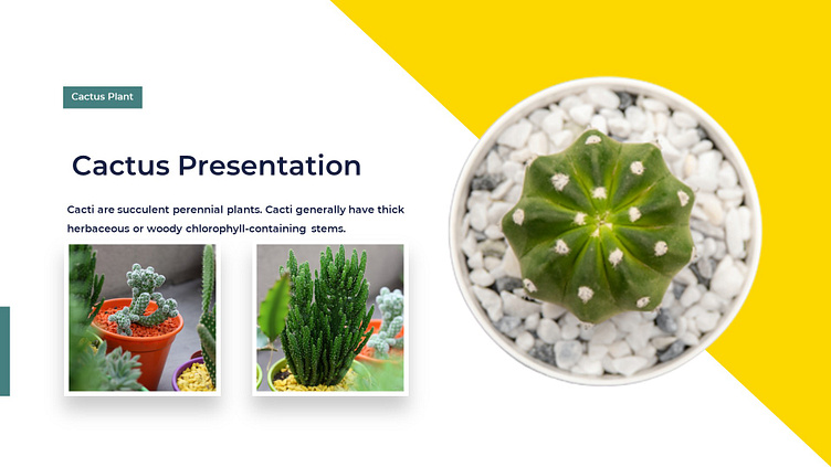 The Green Presentation Cactus Plant by Invima Studio on Dribbble
